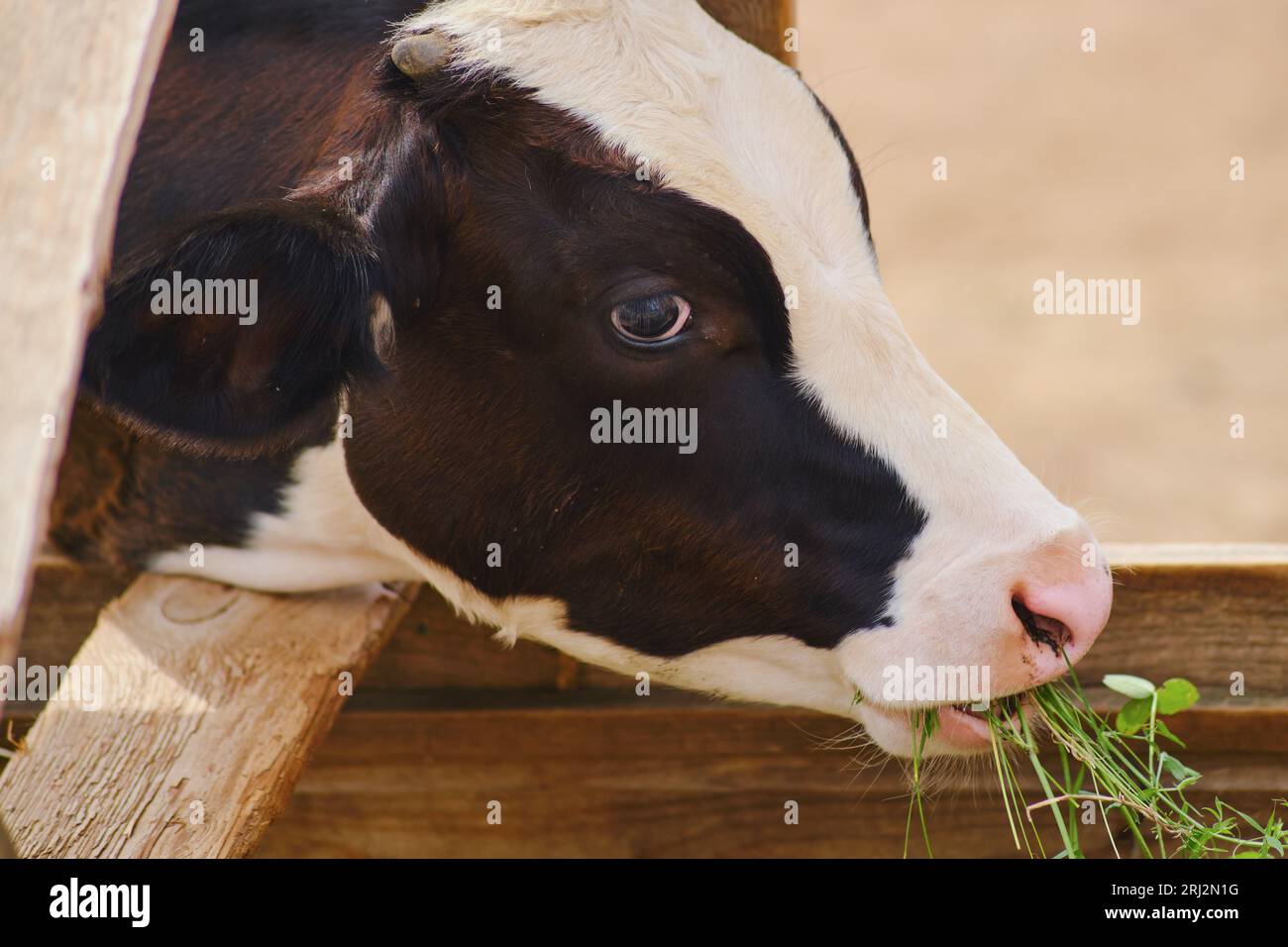 The farm cow are eating their feed in the stall, with nobody else ...