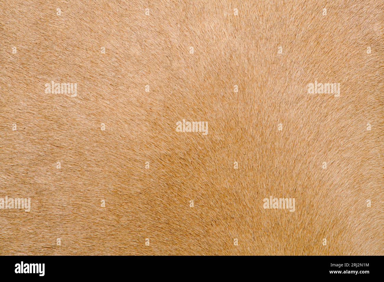 Horse fur skin background, texture of brown horse hair Stock Photo - Alamy