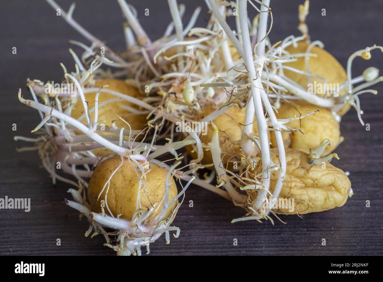 Sprouting hi-res stock photography and images - Alamy