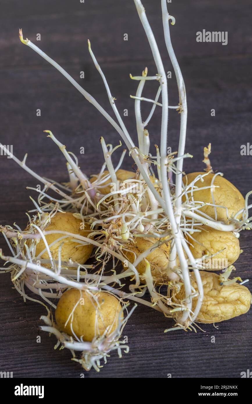 Foodstuff gone bad hi-res stock photography and images - Alamy