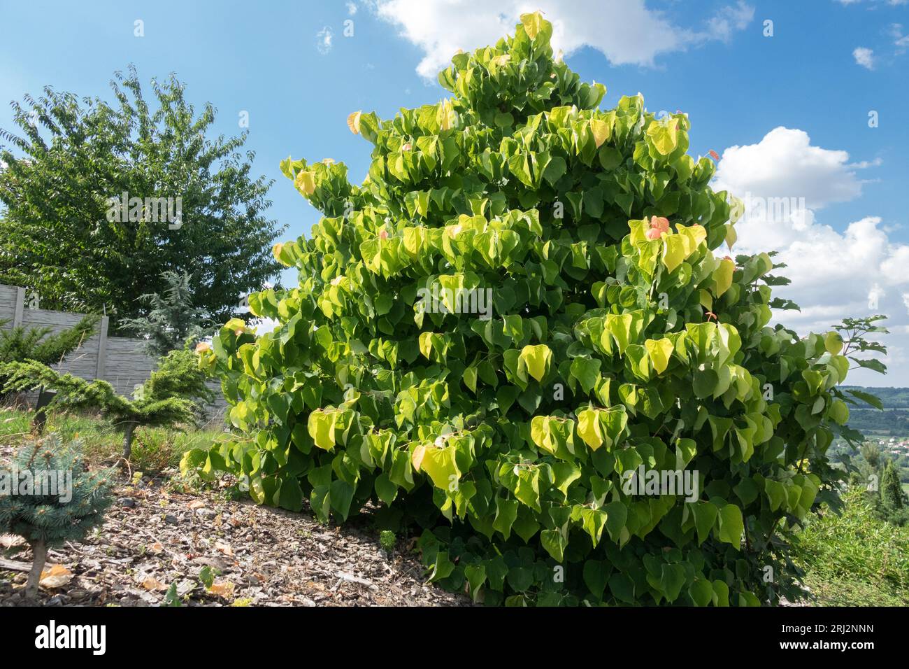 Cercis canadensis "The Rising Sun", Canadian Redbud, Tree, Cercis ...