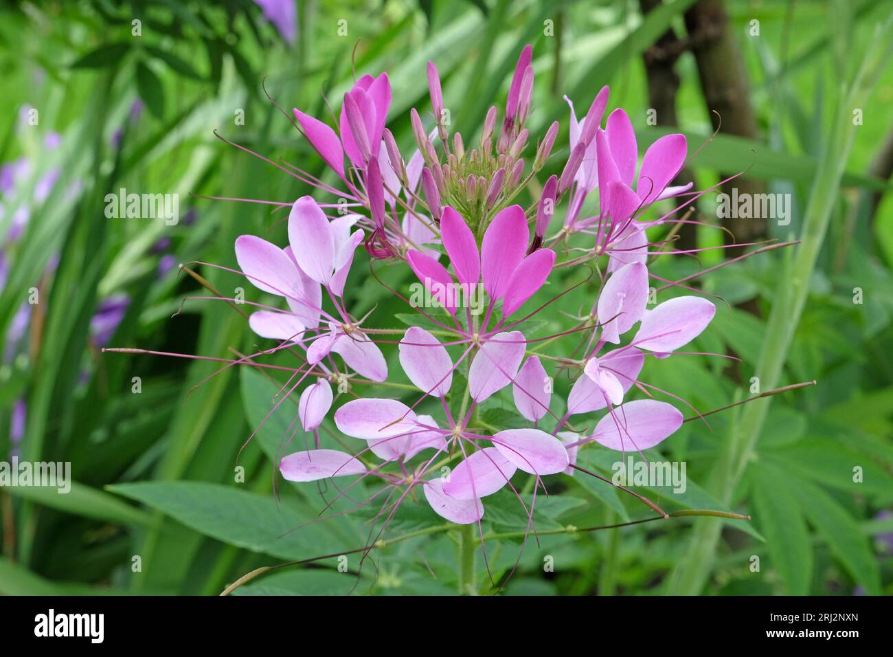 Pink spider plant hi-res stock photography and images - Alamy