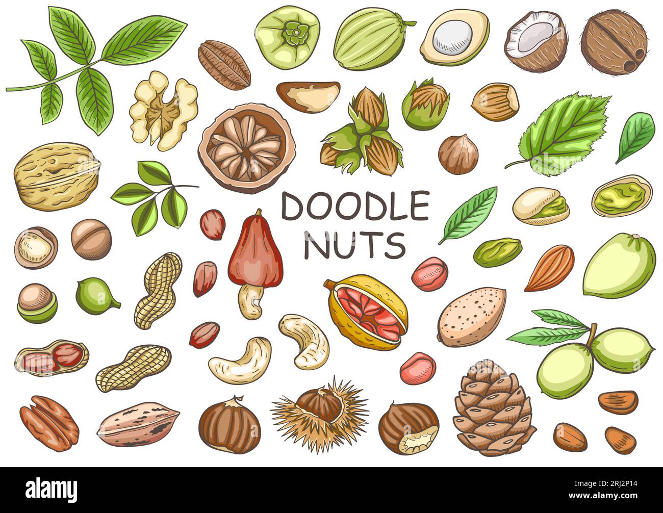 Set of hand drawn doodle nuts on a white background. illustration Stock ...