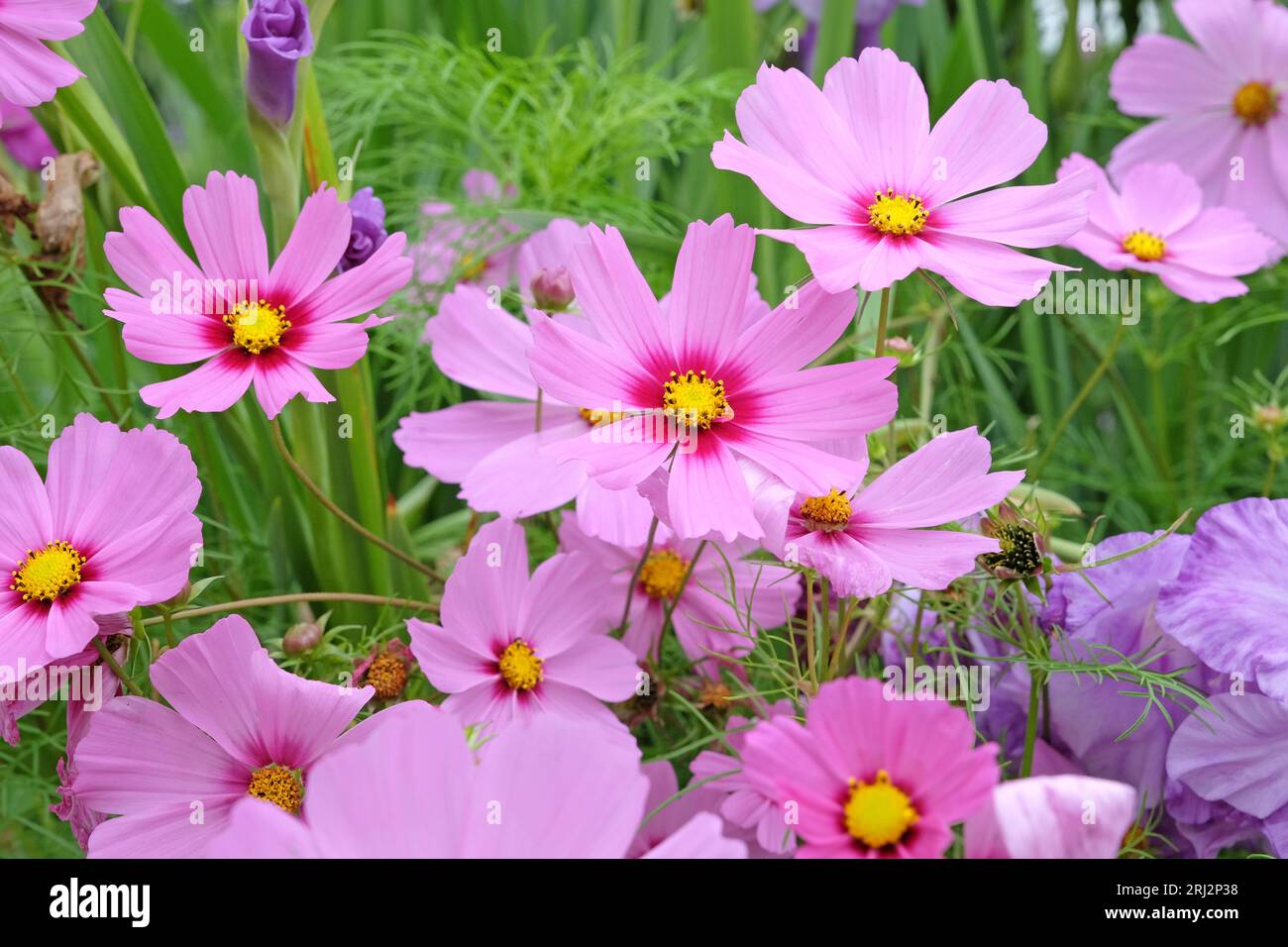Cosmos bipinnatus, commonly called the garden cosmos or Mexican aster ...