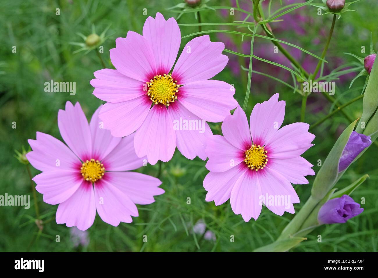 Cosmos bipinnatus, commonly called the garden cosmos or Mexican aster ...