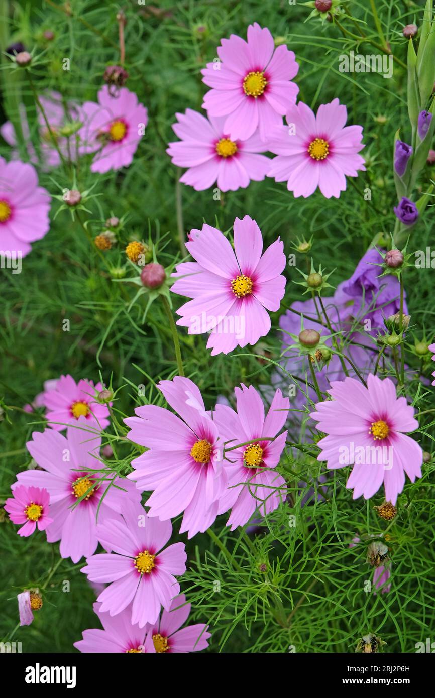 Cosmos bipinnatus, commonly called the garden cosmos or Mexican aster ...