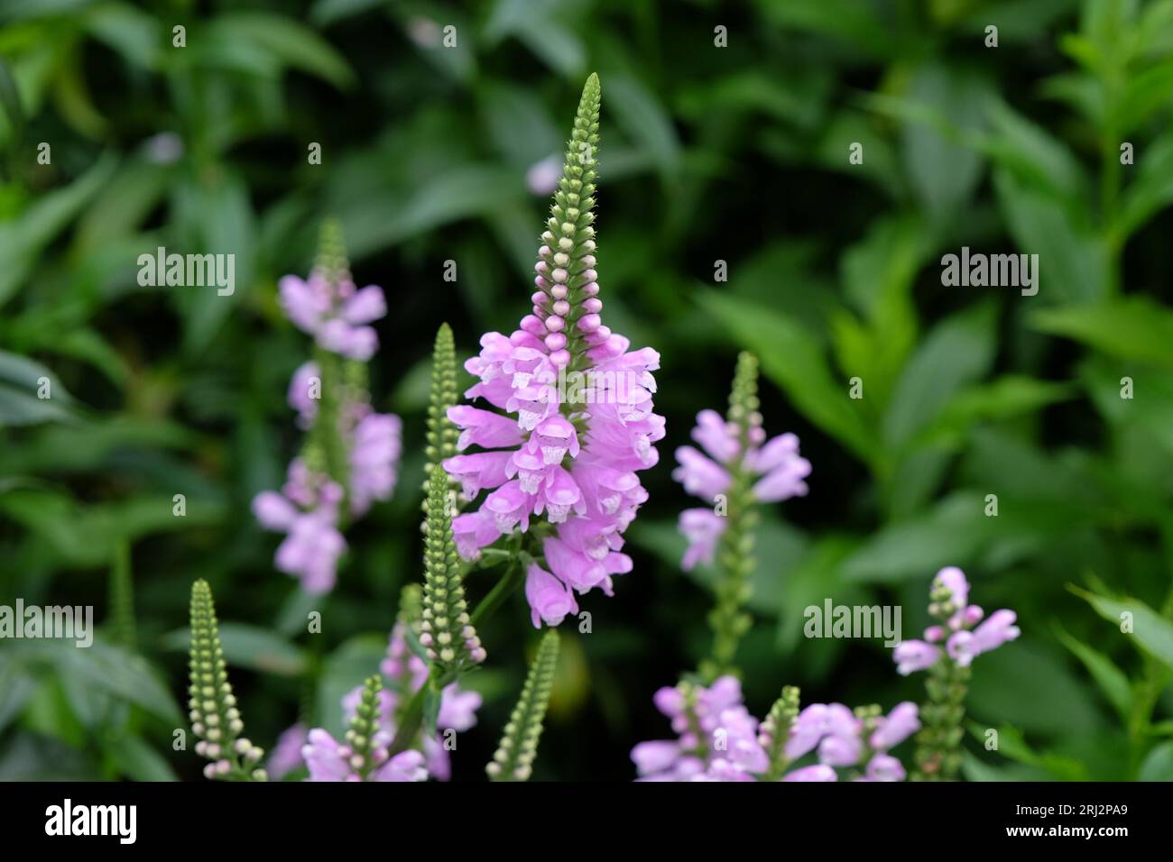 Physostegia virginiana, the obedient plant or false dragonhead, in ...
