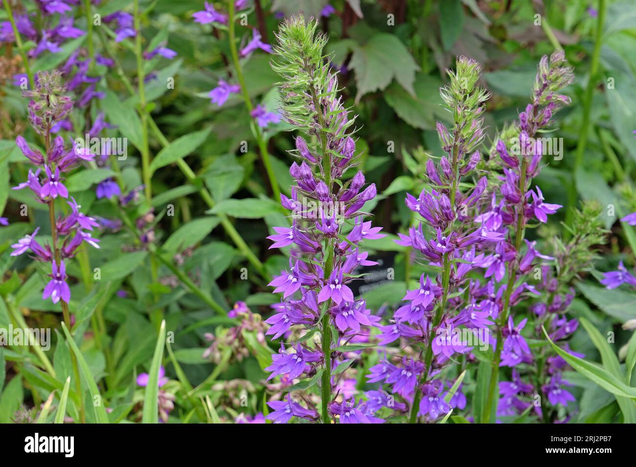 Purple lobelia flower spikes in bloom Stock Photo - Alamy