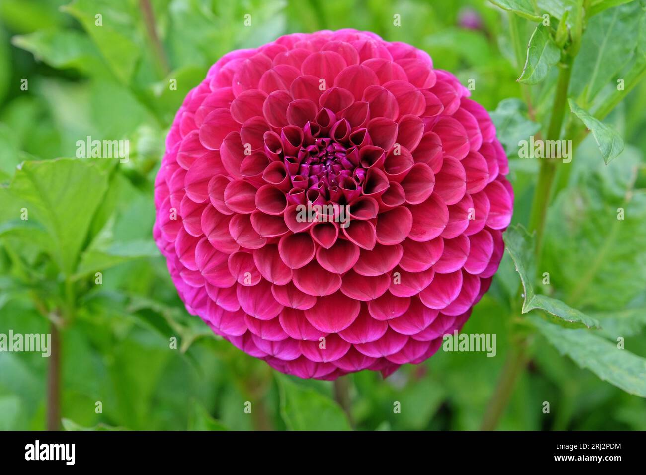 Deep purple wine coloured miniature Decorative Dahlia 'Blyton Royal ...