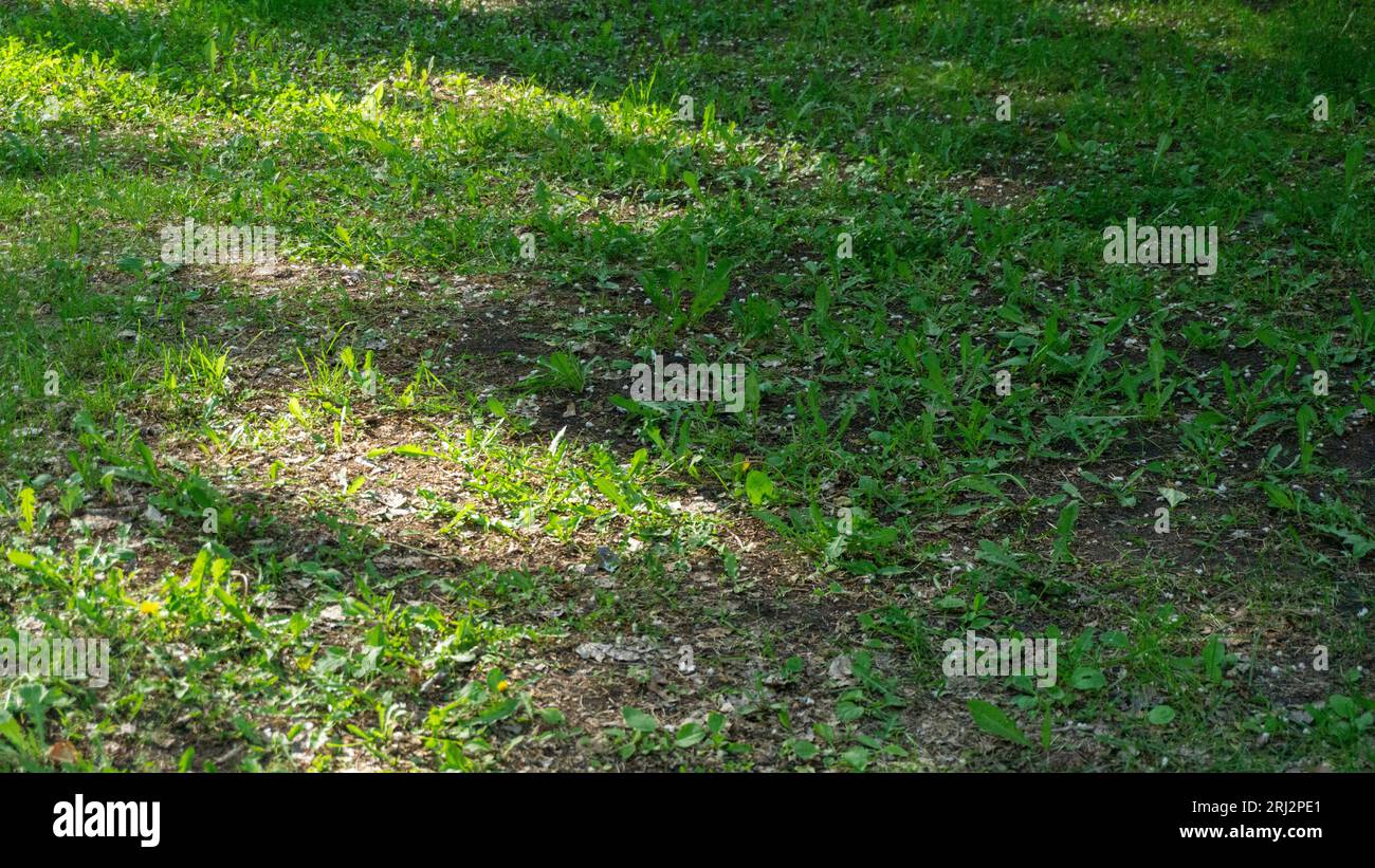 Green grass picture of lawn close, summer grass pattern, green natural ...