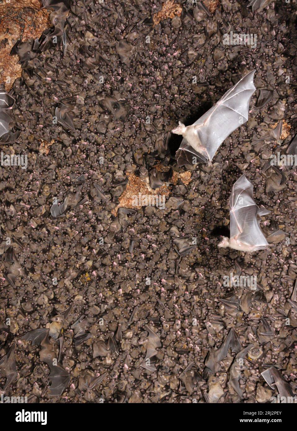 Multiple fruit bats hi-res stock photography and images - Alamy