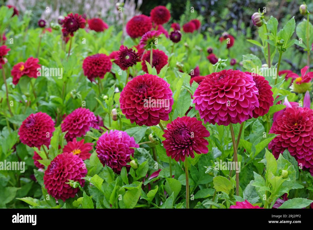 Deep purple wine coloured miniature Decorative Dahlia 'Blyton Royal ...