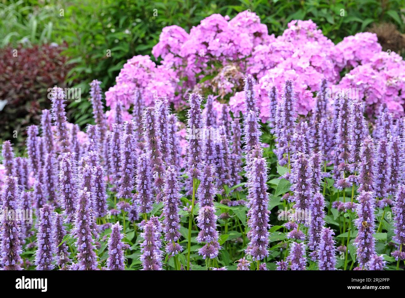 Anise flower hi-res stock photography and images - Alamy