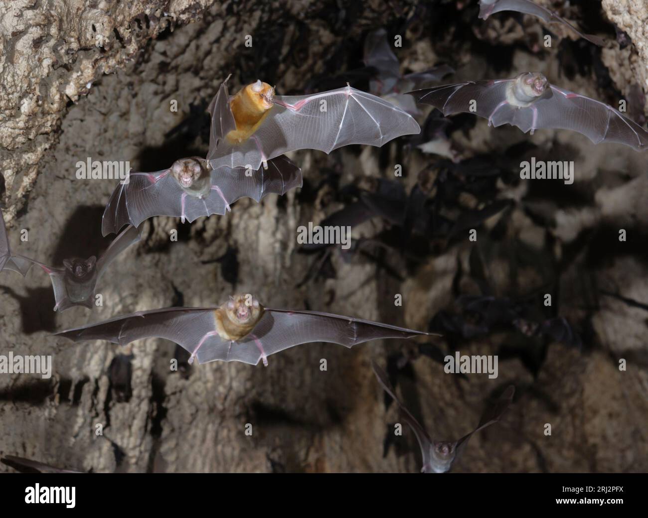African trident bats (Triaenops afer) flying in a cave, coastal Kenya ...