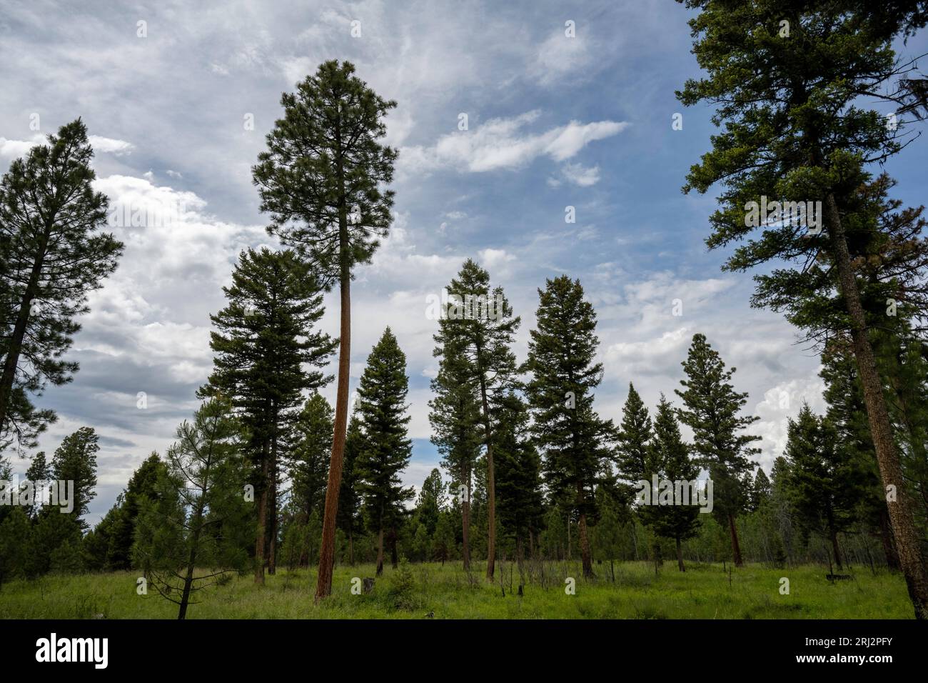 6/11/22. Lodgepole PIne forest (Pinus Contorta). Montana. Area managed ...