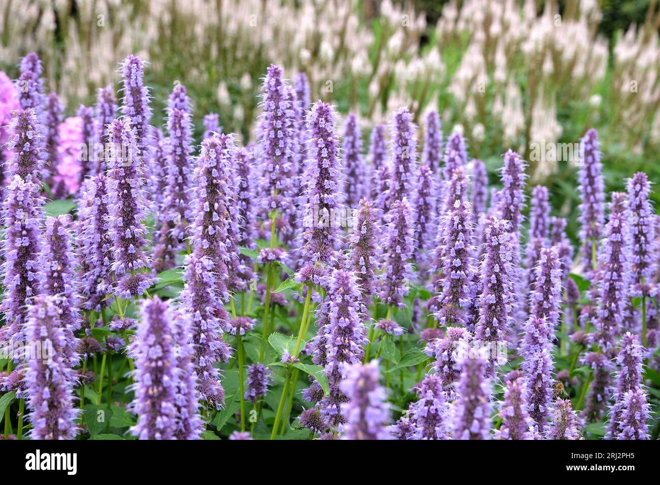 Hyssop plant hi-res stock photography and images - Alamy