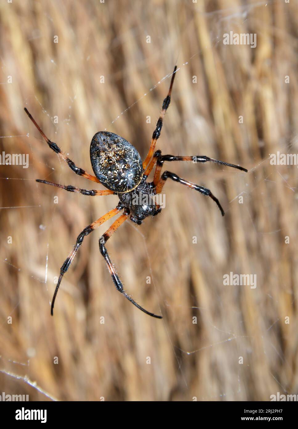 African hermit spider (Nephilingis cruentata) in its web under the ...