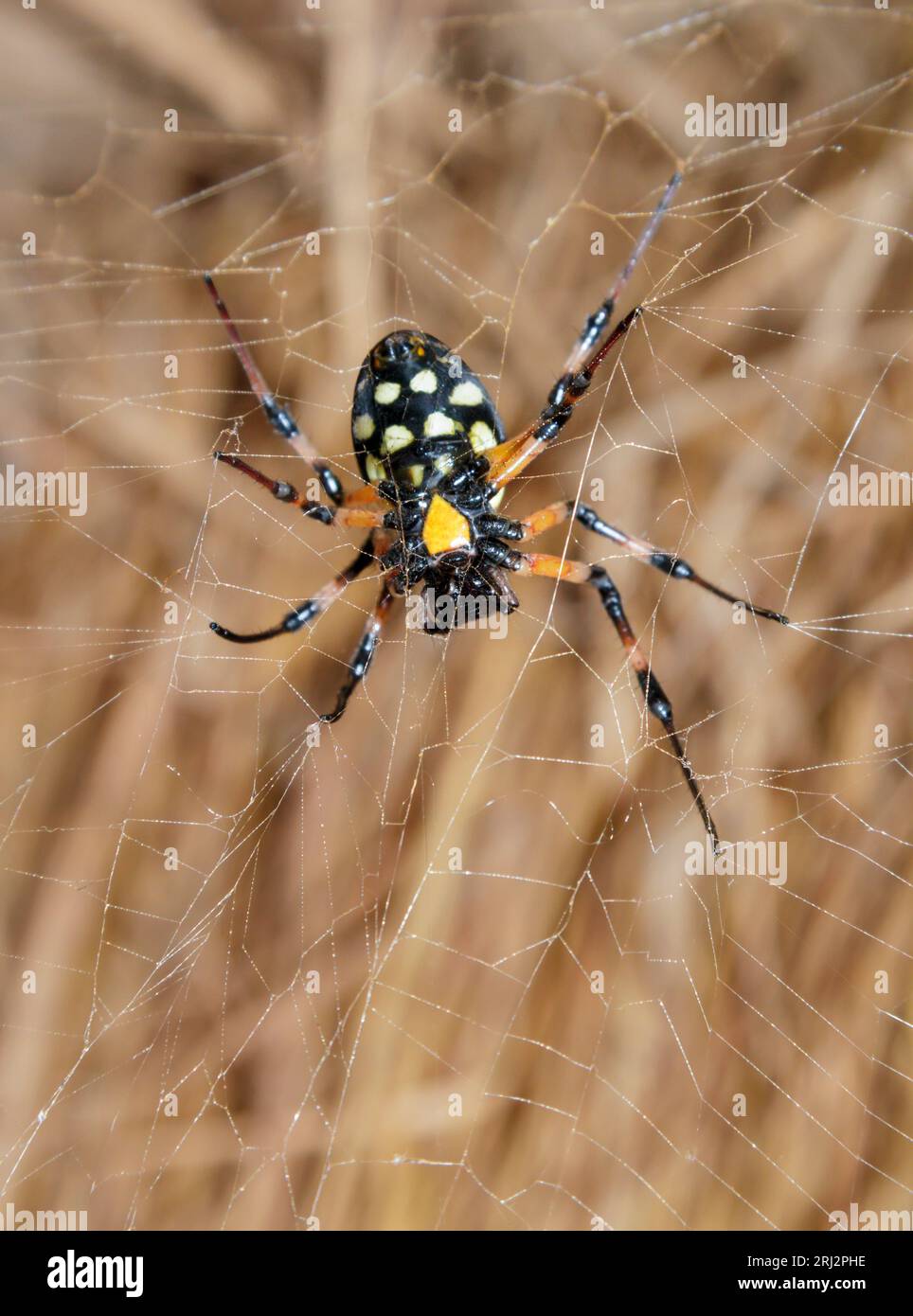 African hermit spider hi-res stock photography and images - Alamy