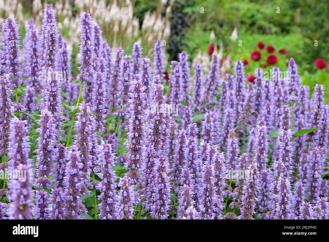 Anise flower hi-res stock photography and images - Alamy
