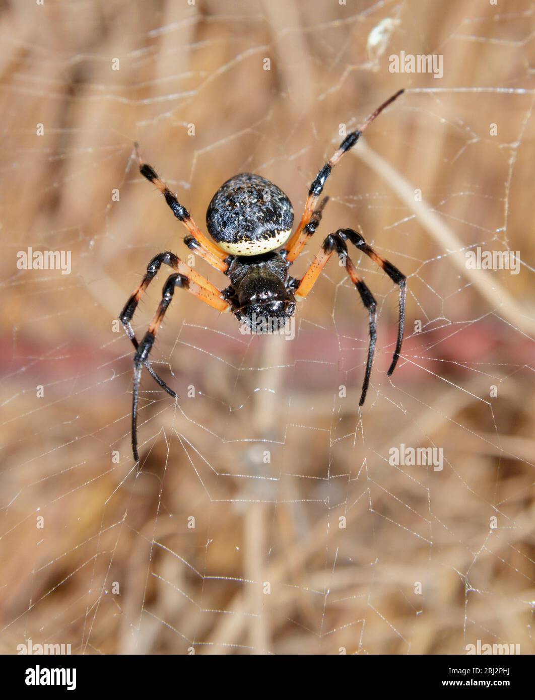 African hermit spider (Nephilingis cruentata) in its web under the ...
