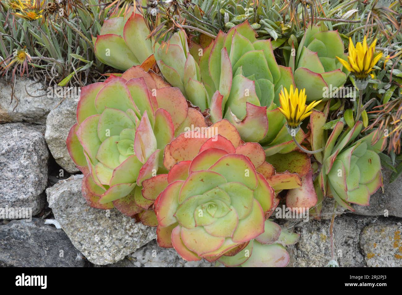 Stunning succulents hi-res stock photography and images - Alamy