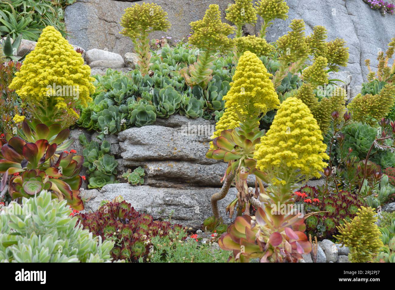 Stunning succulents hi-res stock photography and images - Alamy