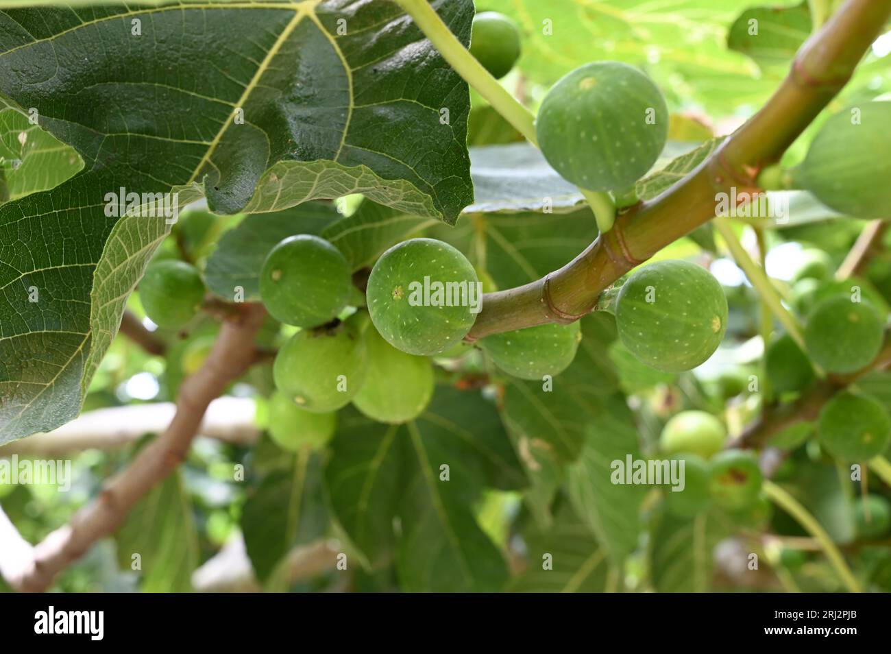 Food in corfu hi-res stock photography and images - Alamy