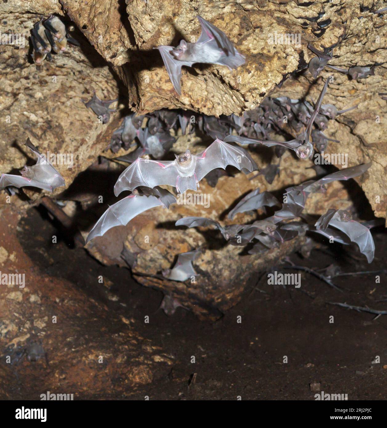 African sheath-tailed bats (Coleura afra) roosting and flying in a cave ...