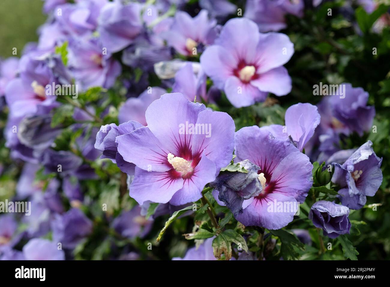 Blue Hibiscus syriacus, or tree hollyhock, 'Oiseau Bleu' in flower ...