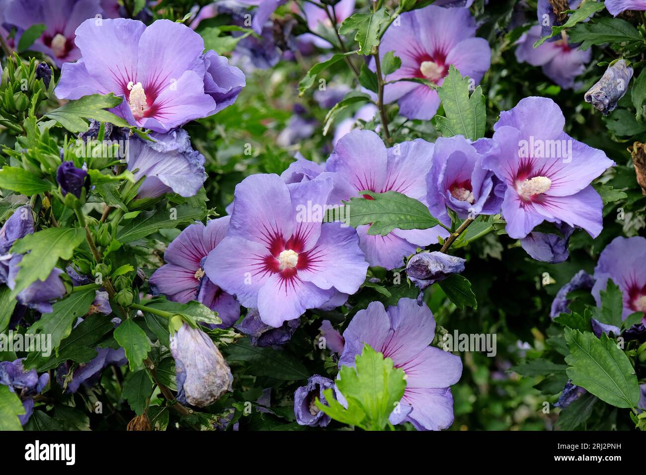 Blue Hibiscus syriacus, or tree hollyhock, 'Oiseau Bleu' in flower ...