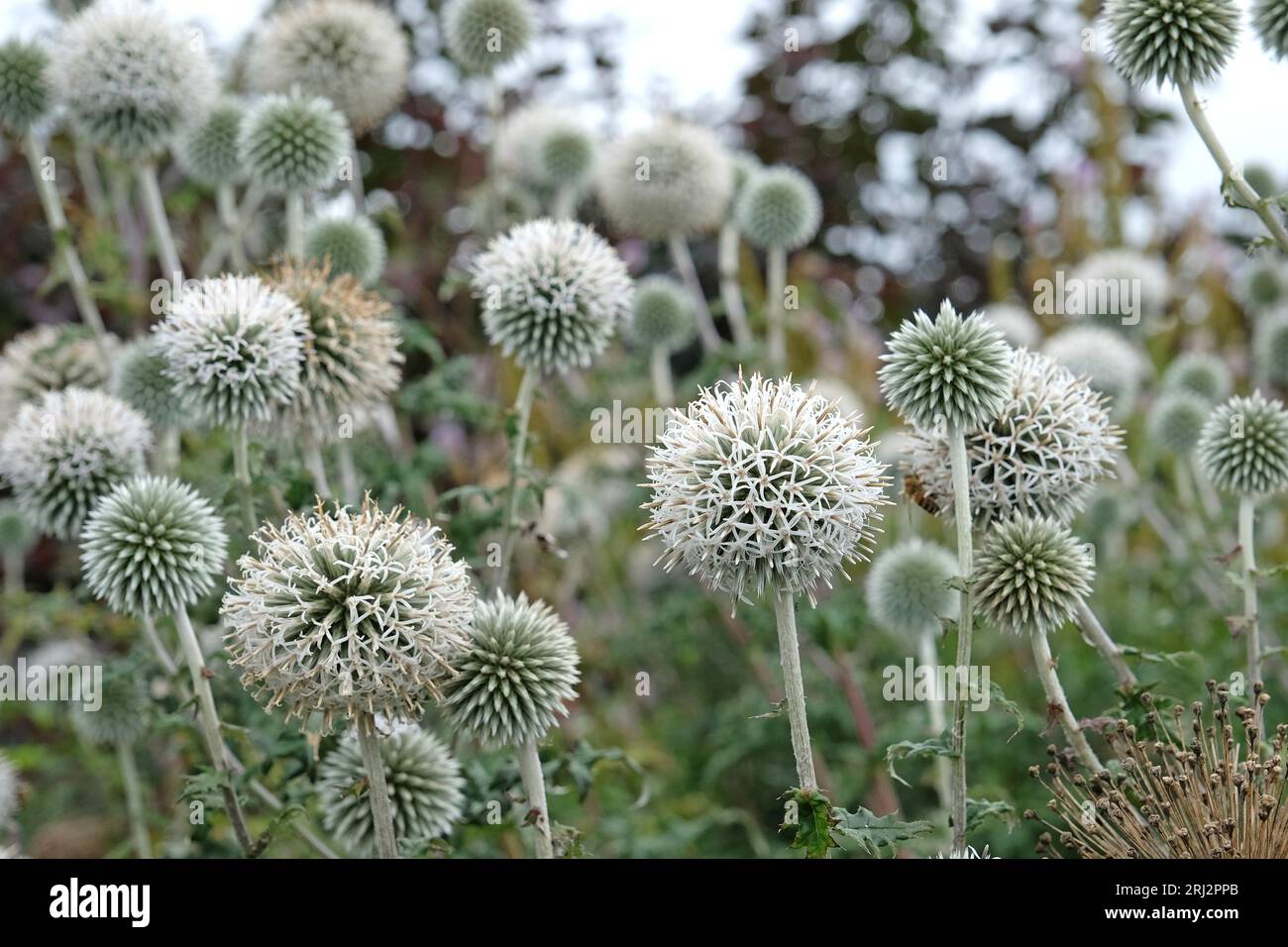 White Echinops bannaticus, globe thistle, 'Star Frost' in flower Stock ...