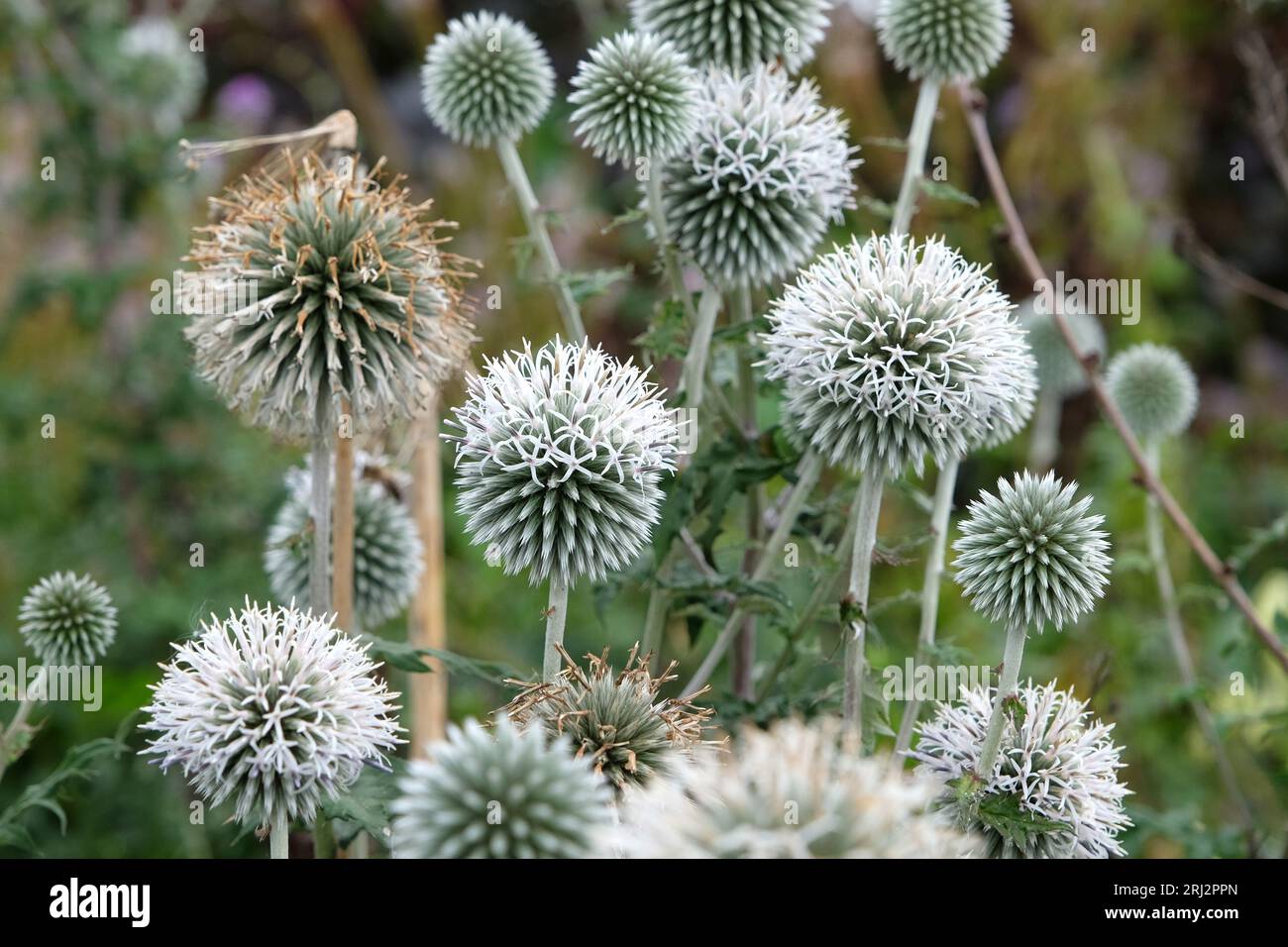 White Echinops bannaticus, globe thistle, 'Star Frost' in flower Stock ...