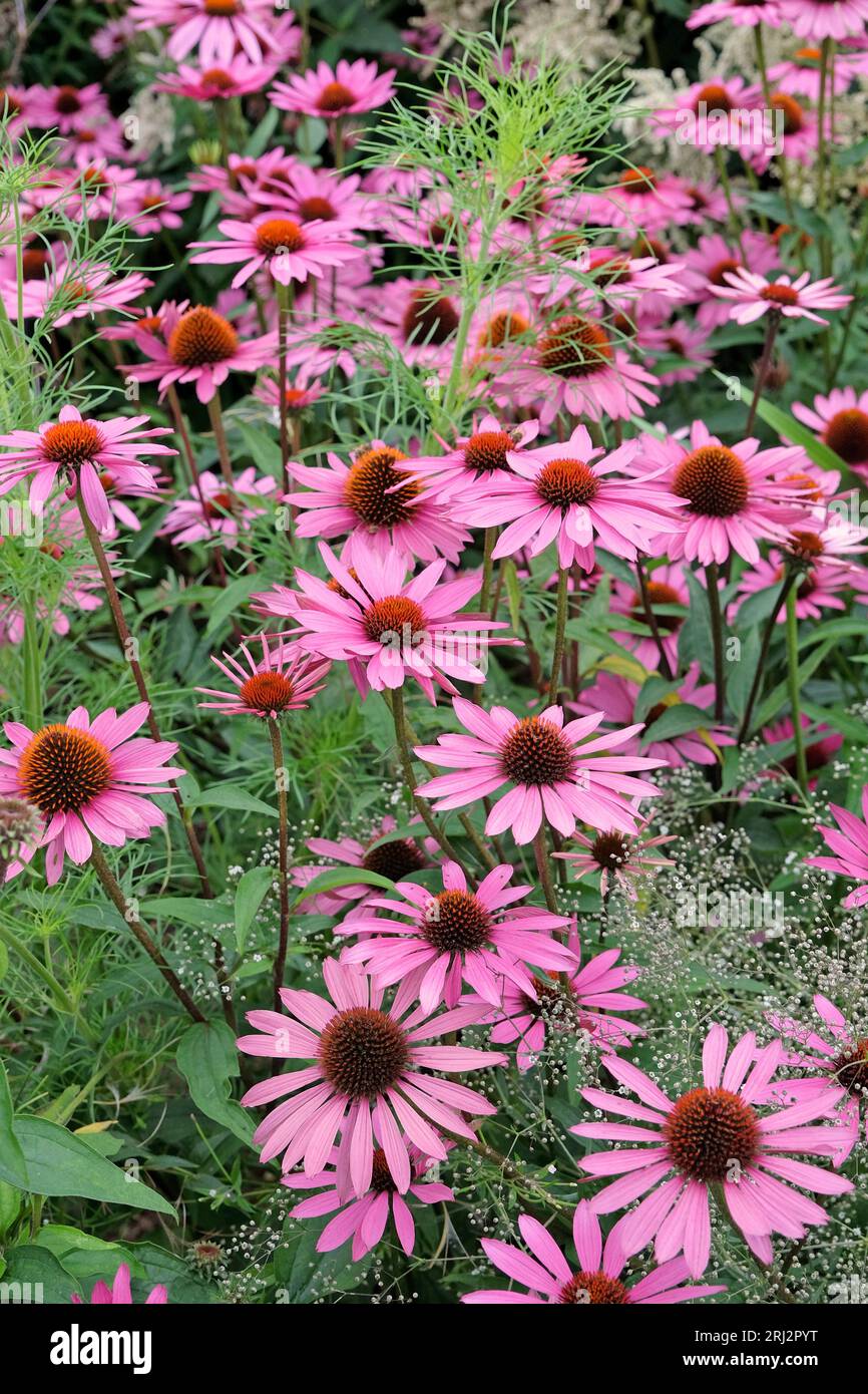 Pink parasol coneflower Echinacea purpurea ‘Rubinstern’ in flower Stock ...