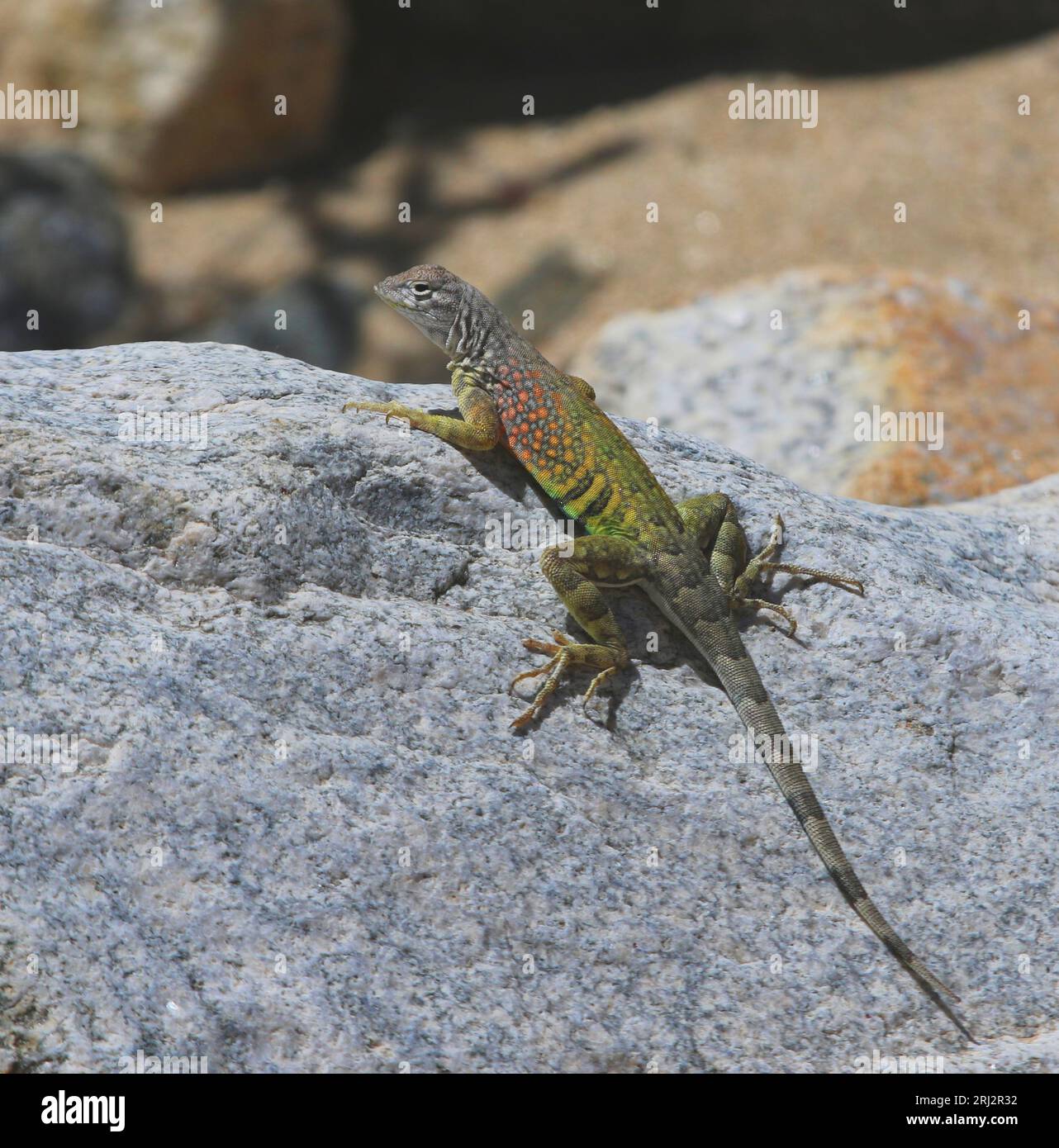 A Greater Earless Lizard (Cophosaurus texanus) sitting on a rock. Shot ...