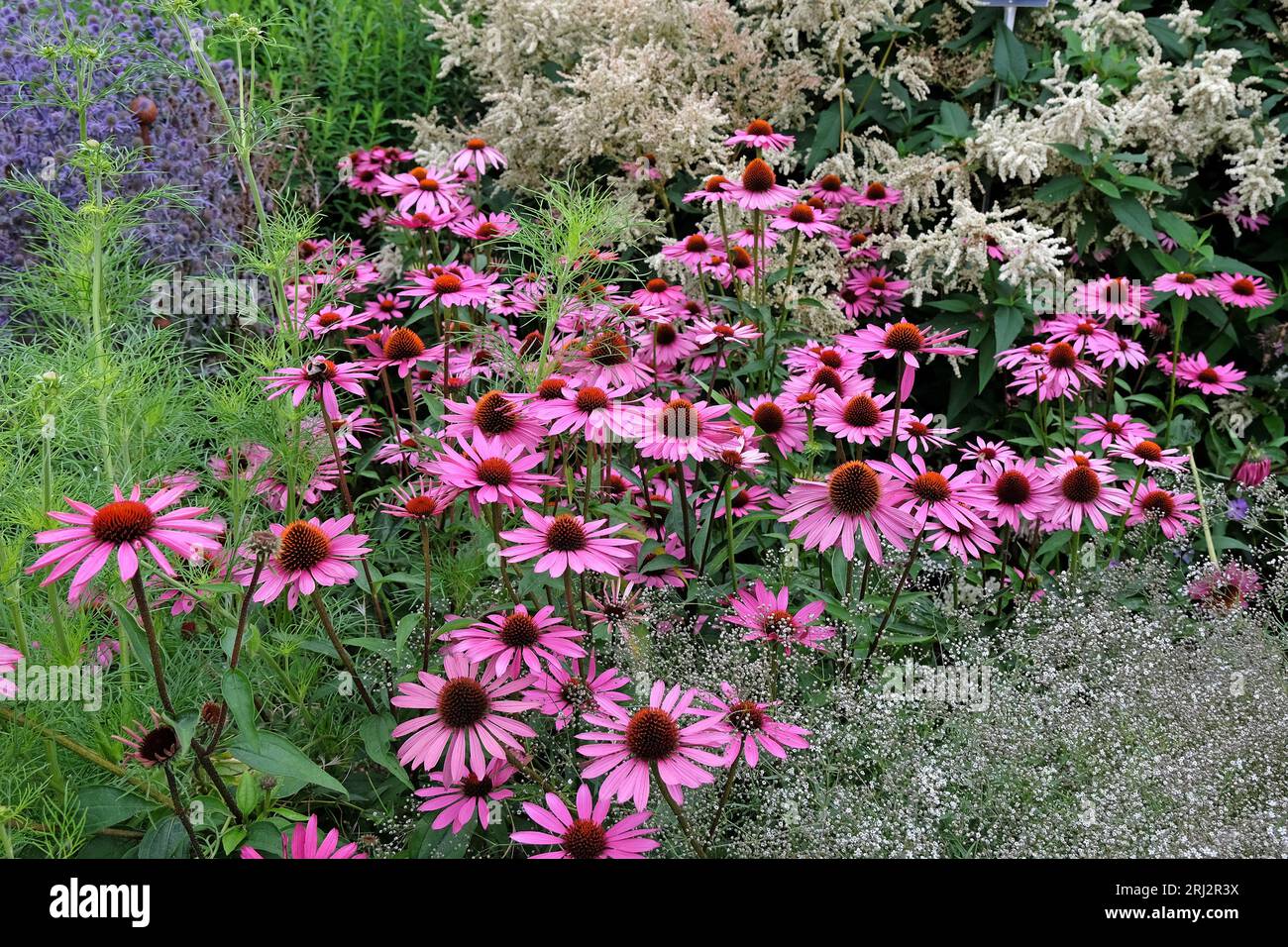Pink parasol coneflower Echinacea purpurea ÔRubinsternÕ in flower Stock ...