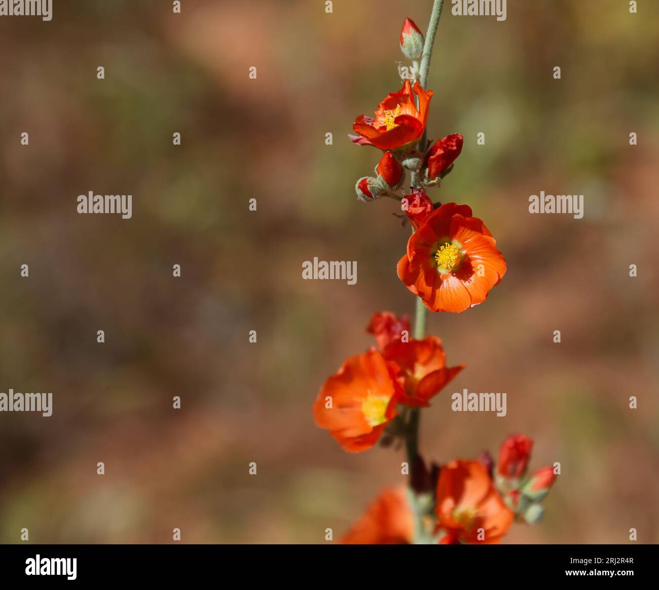 Desert Globemallow (Sphaeralcea ambigua) flowers, shot in the Colorado ...