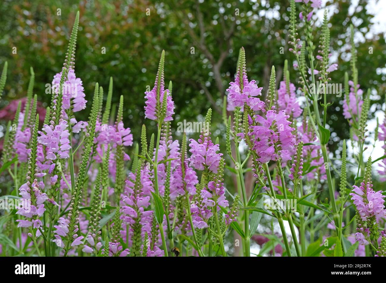 Purple Physostegia virginiana, the obedient plant or false dragonhead ...