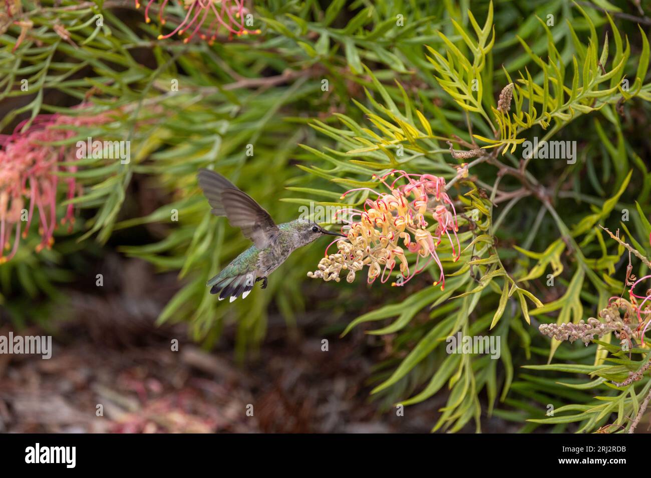 Anna's hummingbird beak close up hi-res stock photography and images ...