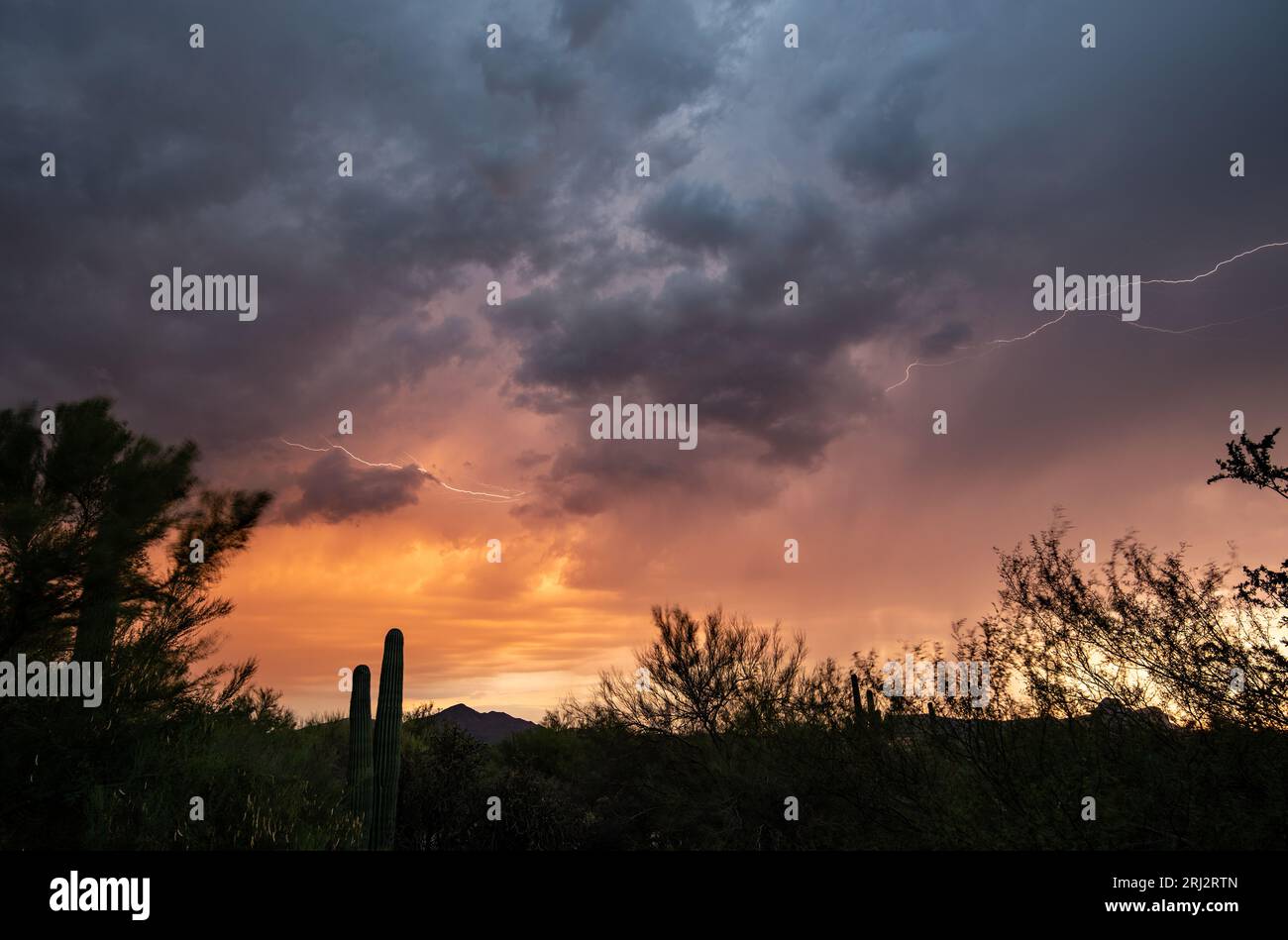 Monsoon storm with lightning in the sonoran desert at sunset Stock ...