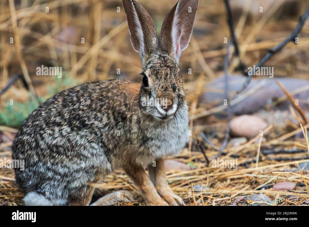 Lucky jack hi-res stock photography and images - Alamy
