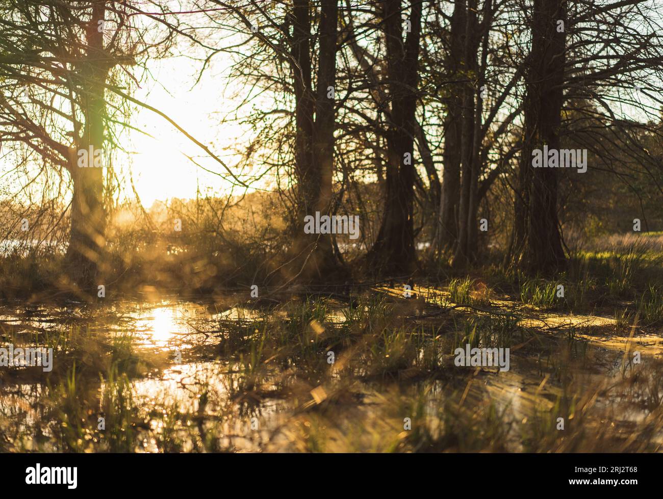 Marsh wetland in the mississippi river hi-res stock photography and ...
