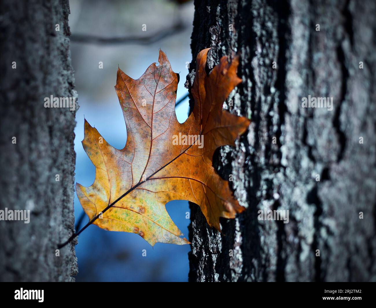 Beautiful fall foliage between two trees in New England with coastal ...