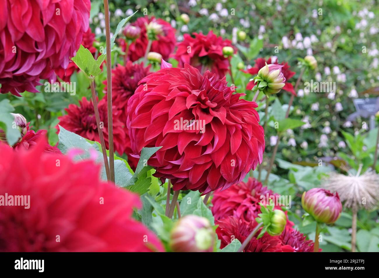 Red dinner plate decorative Dahlia 'Spartacus' in flower Stock Photo ...