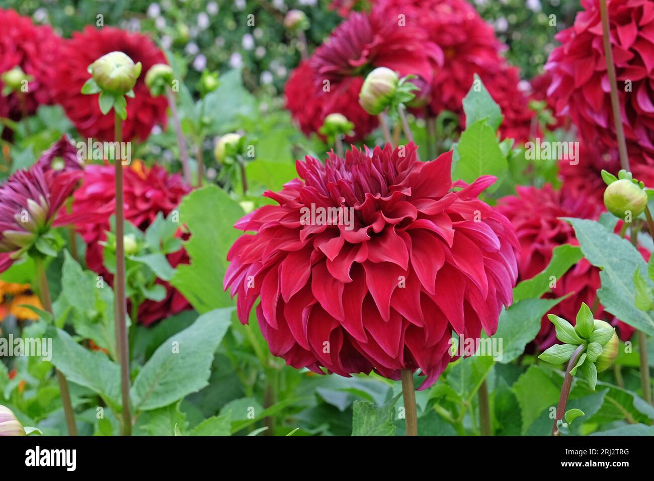 Dinner plate dahlia hi-res stock photography and images - Alamy