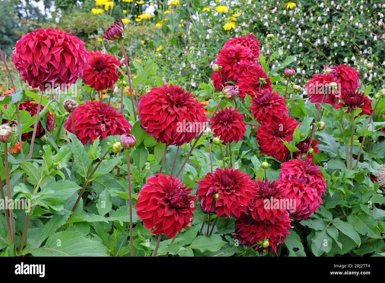 Dinner plate dahlia hi-res stock photography and images - Alamy