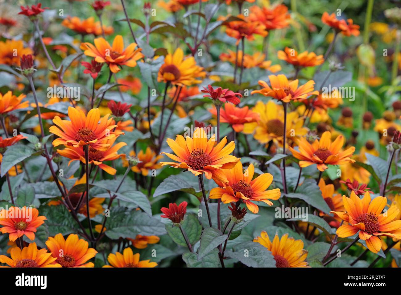 Heliopsis bleeding hearts hi-res stock photography and images - Alamy