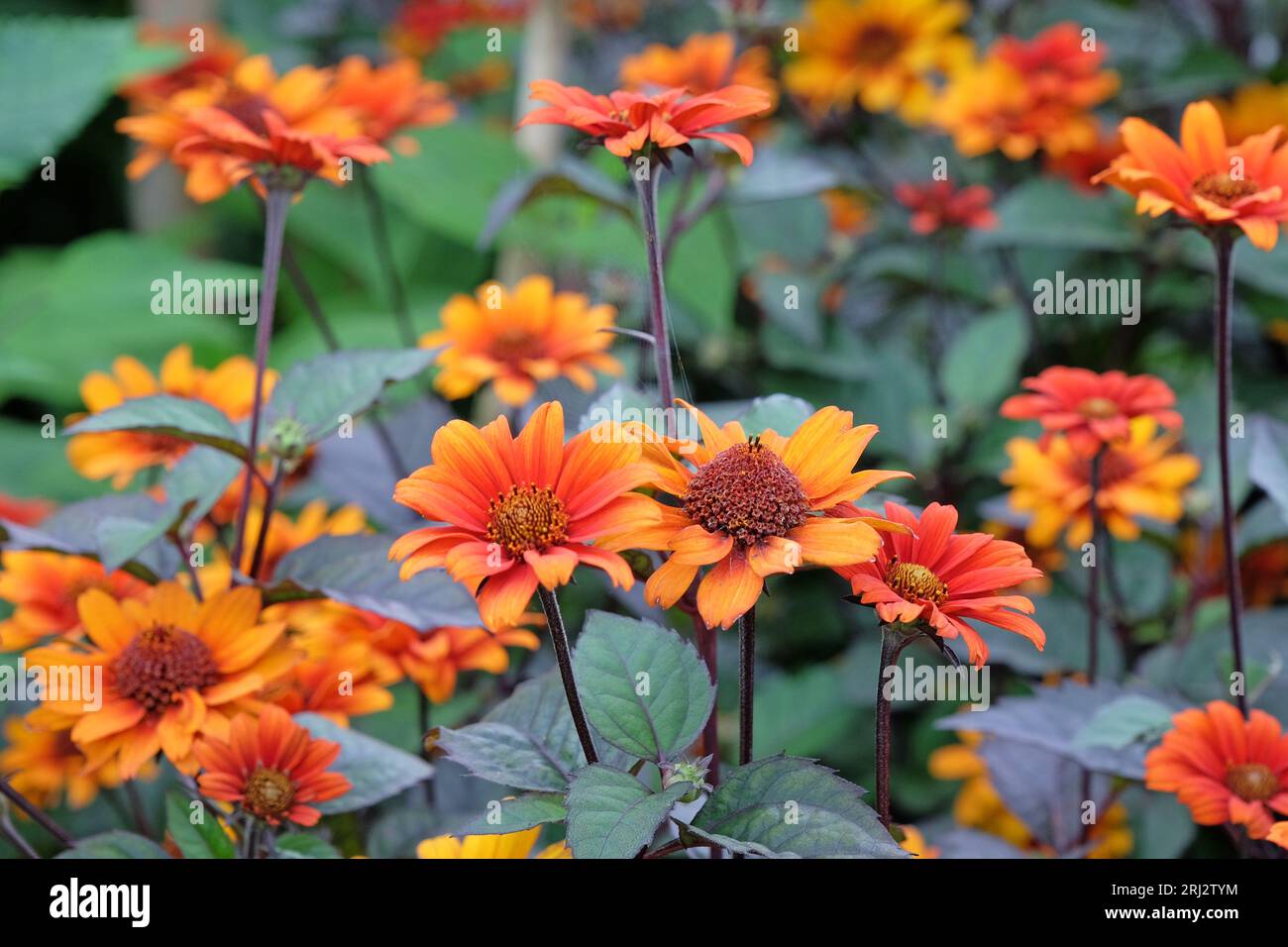 The red and orange false sunflower, Heliopsis helianthoides 'Bleeding ...
