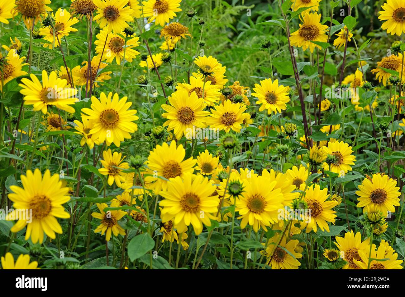 Yellow Heliopsis helianthoides, false sunflower, in bloom Stock Photo ...