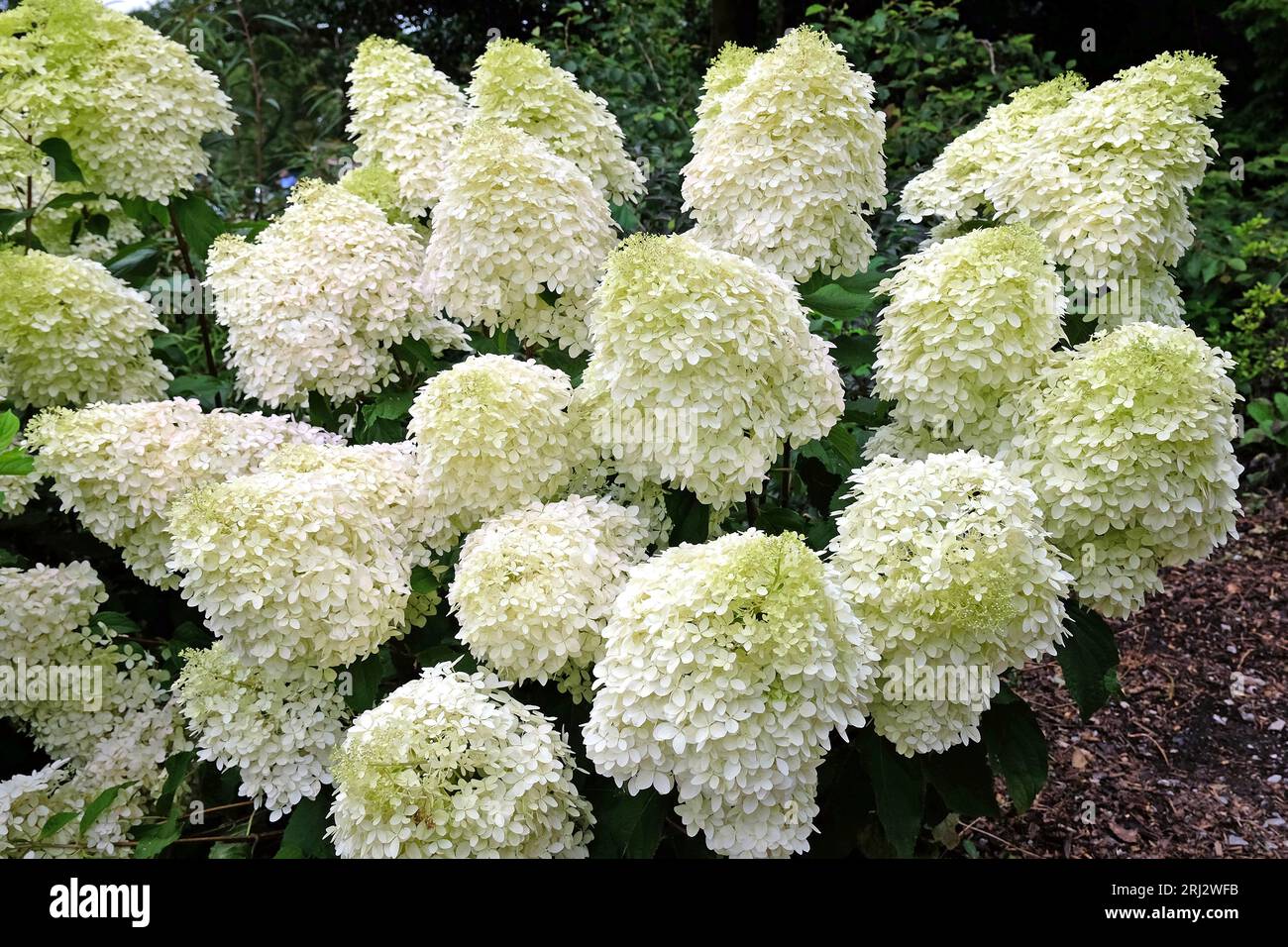 Large white Hydrangea paniculata 'Phantom' in flower Stock Photo - Alamy