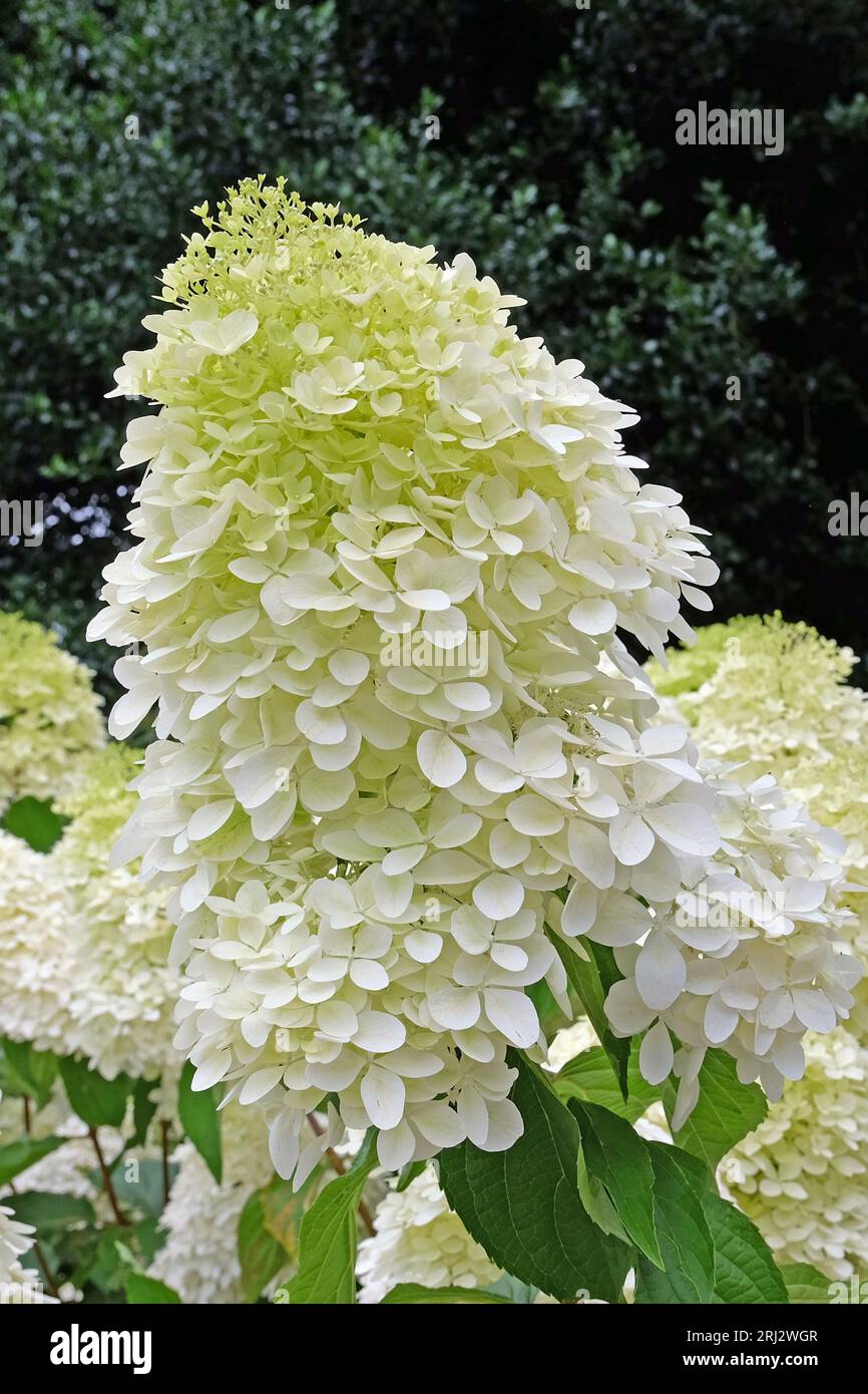 Large white Hydrangea paniculata 'Phantom' in flower Stock Photo - Alamy